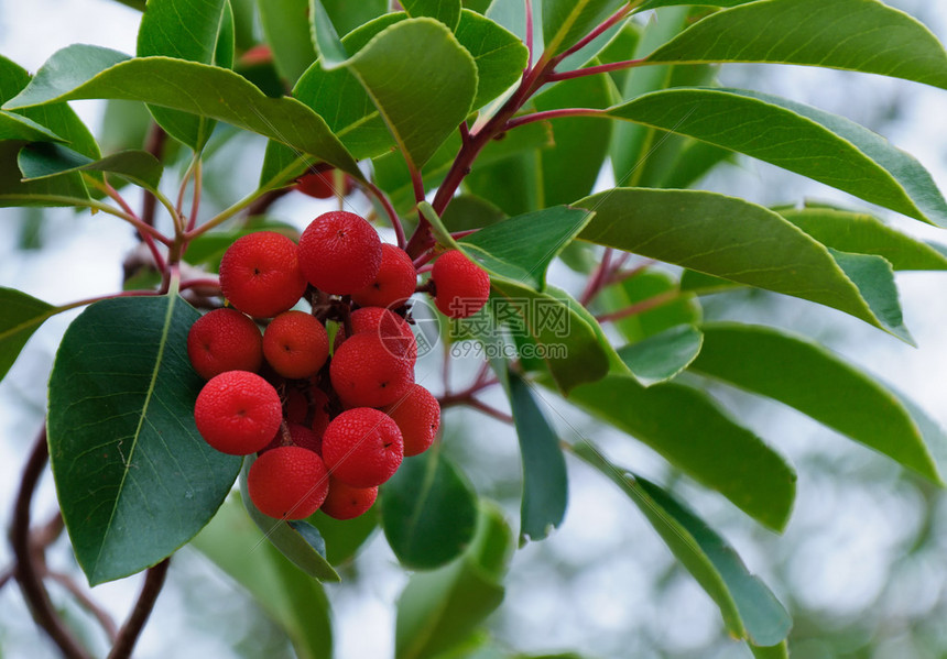 草莓树的一个分支与成熟的果实特写塞浦路斯草莓树高清图片下载-正版图片503306880-摄图网