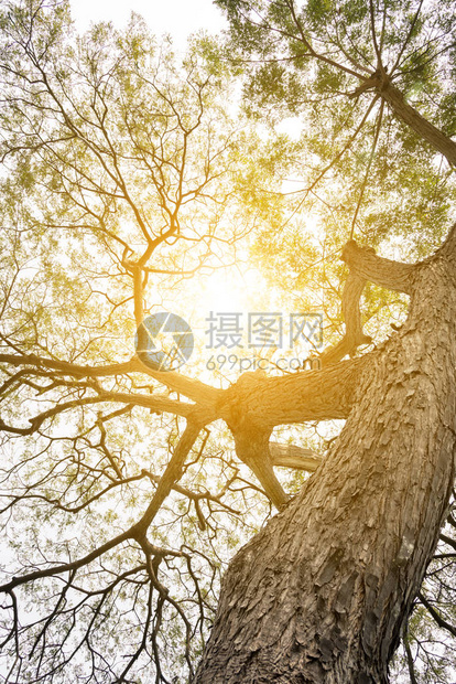 在大树下高清图片下载-正版图片503310298-摄图网