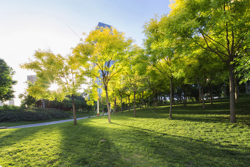 阳光下公园里的绿树和草地高清图片下载-正版图片503311189-摄图网