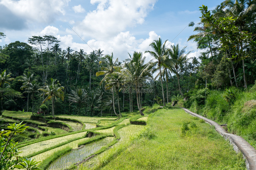 在印度尼西亚巴厘岛的GuungKawi看到田高清图片下载-正版图片503315319-摄图网