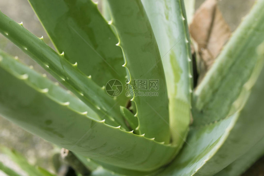 芦荟高清图片下载-正版图片503318480-摄图网