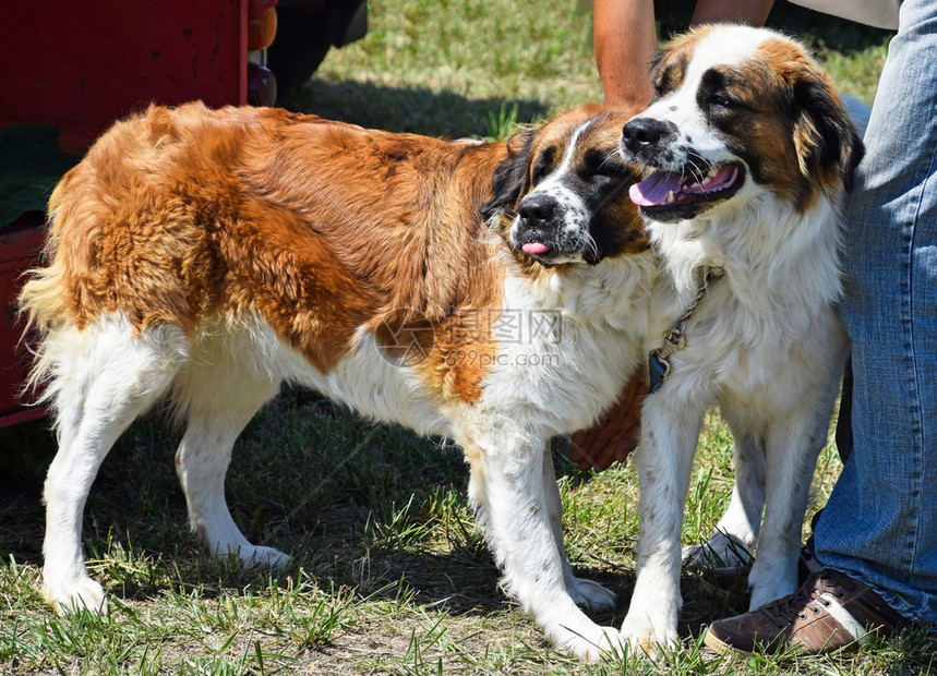 圣伯纳德狗高清图片下载-正版图片503320029-摄图网