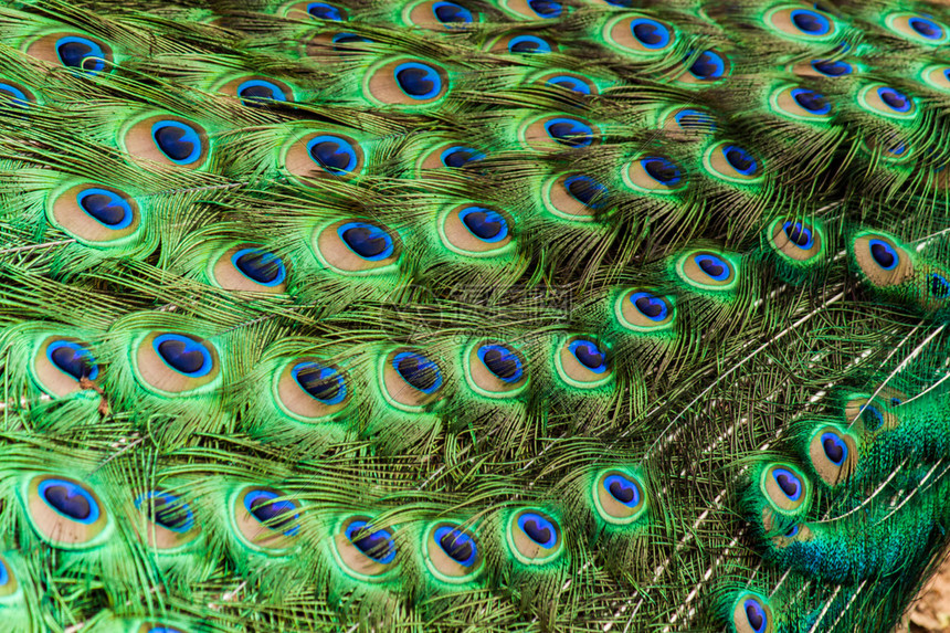 绿色美丽的孔雀高清图片下载-正版图片503321115-摄图网