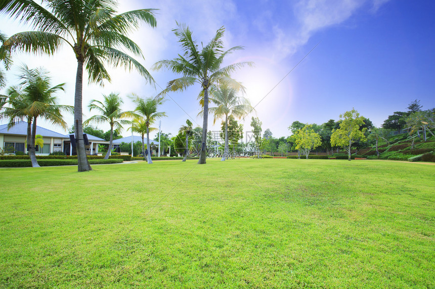 公园中美丽的绿色草地与充满活力的蓝天高清图片下载-正版图片503321212-摄图网