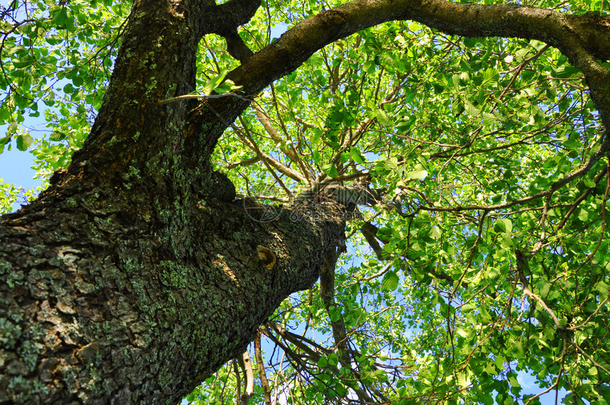 放在绿叶大树下高清图片下载-正版图片503326115-摄图网