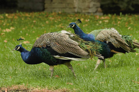 美丽的孔雀高清图片下载-正版图片503330536-摄图网