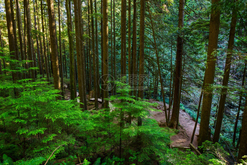 加拿大温哥华林恩峡谷公园的森林高清图片下载-正版图片503336983-摄图网