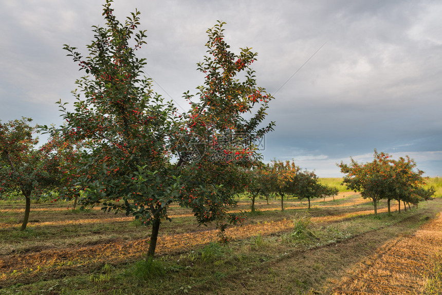 夕阳下果园树上的樱桃高清图片下载-正版图片503338232-摄图网