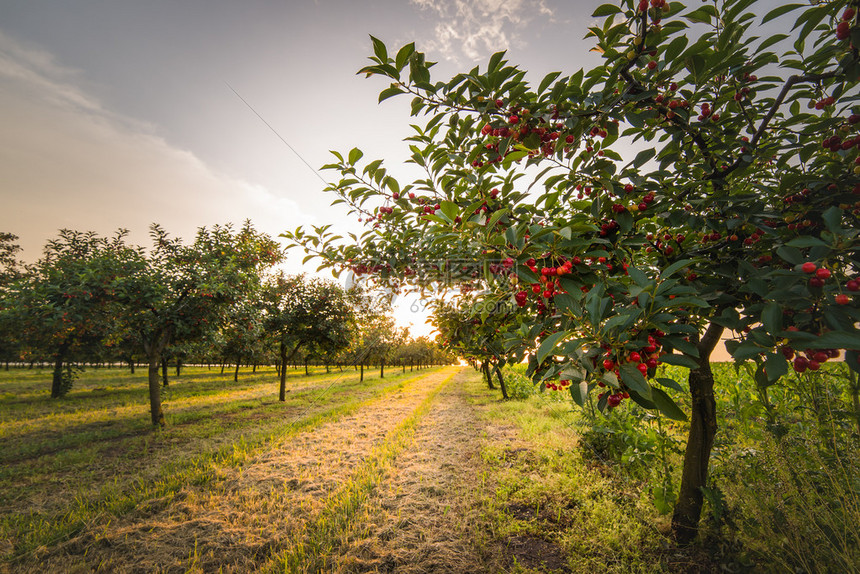 成熟的果园树上的樱桃高清图片下载-正版图片503338240-摄图网