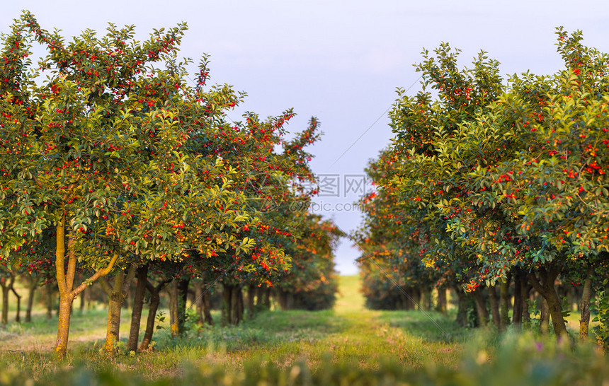 成熟的果园树上的樱桃高清图片下载-正版图片503338340-摄图网