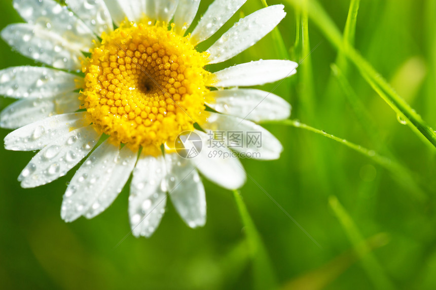 Daisy绿高清图片下载-正版图片503344962-摄图网