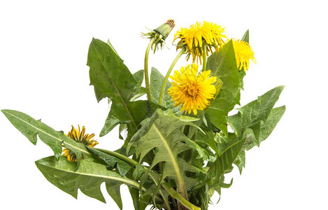 DAN图片_DAN素材_DAN高清图片_摄图网图片下载