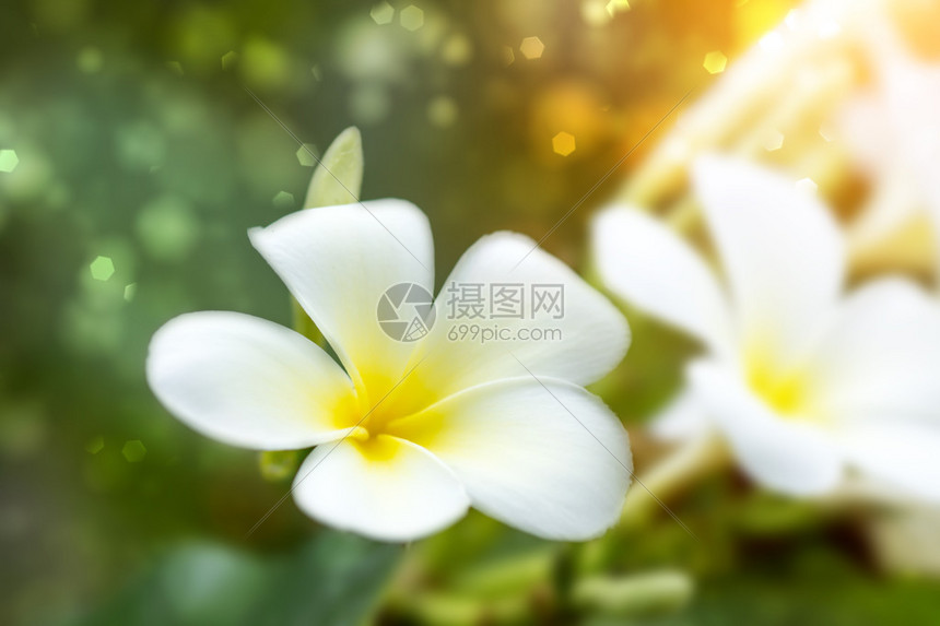 树上的花朵fragi高清图片下载-正版图片503345400-摄图网