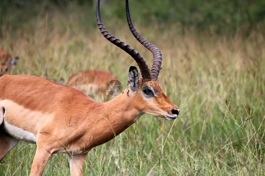 卢旺达Akagera公园的An高清图片下载-正版图片503346170-摄图网