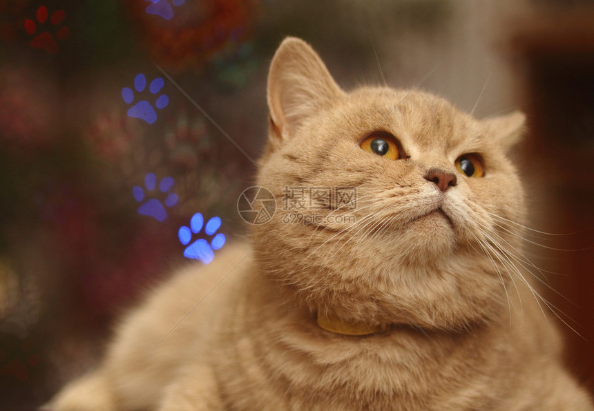 带布OKh背景的有高清图片下载-正版图片503348412-摄图网