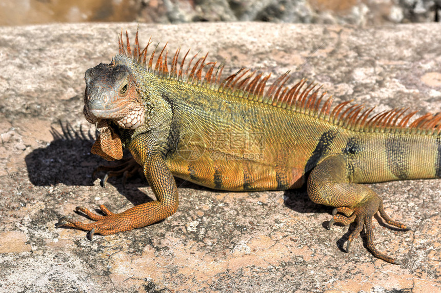 Iguana在波多黎各圣胡安的ElMorroFortres高清图片下载-正版图片503349062-摄图网