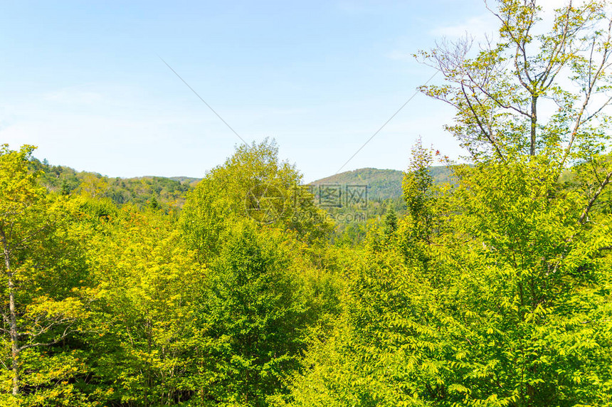 加拿大魁北克绿色森林的风景观高清图片下载-正版图片503349221-摄图网