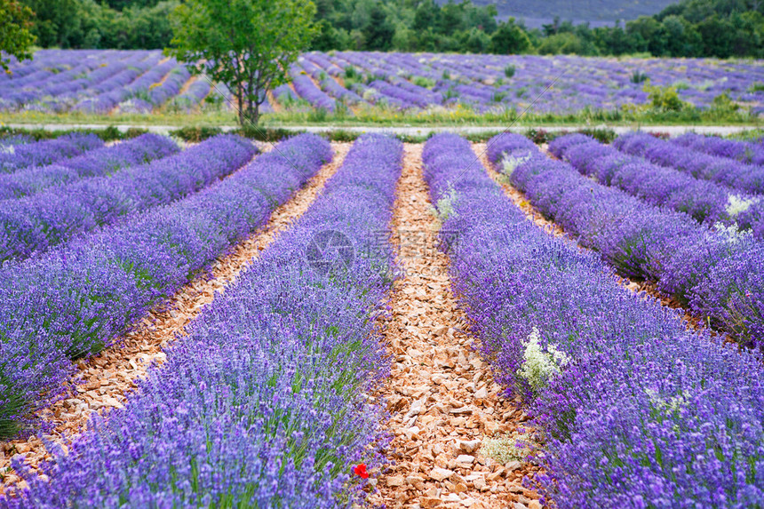 在法国普罗旺斯夏日阳高清图片下载-正版图片503364568-摄图网