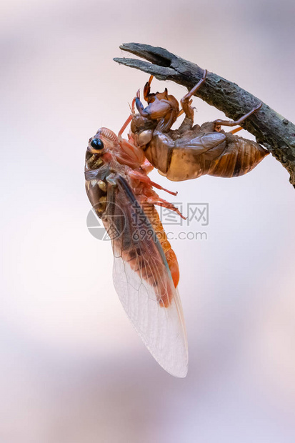 Cicada在背景模糊的情况下高清图片下载-正版图片503408810-摄图网