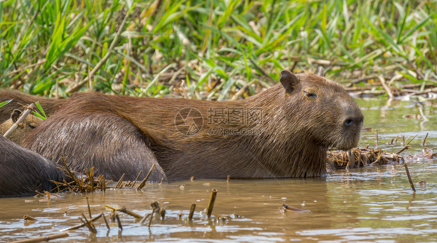 Capybara家高清图片下载-正版图片503413410-摄图网
