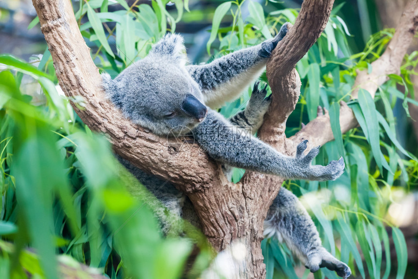 Koala睡在封闭高清图片下载-正版图片503414441-摄图网