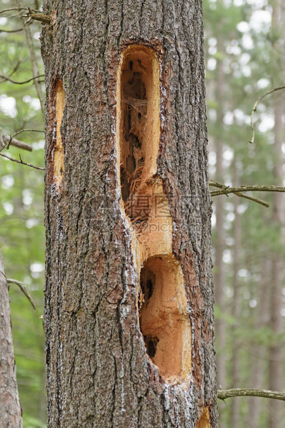 加拿大安略省丘特斯省公园松木树中高清图片下载-正版图片503414891-摄图网