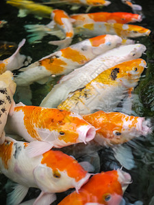 科伊池塘中多彩的日本鱼Koi高清图片下载-正版图片502861815-摄图网