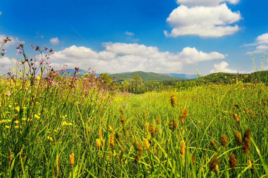 春天的田野里的花高清图片下载-正版图片503425015-摄图网