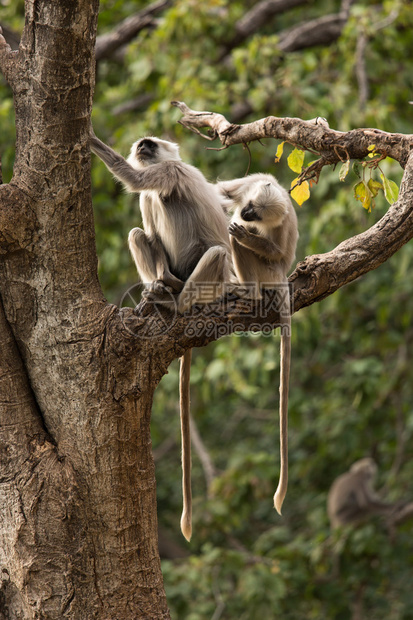 印度Rishikesh高清图片下载-正版图片503439135-摄图网
