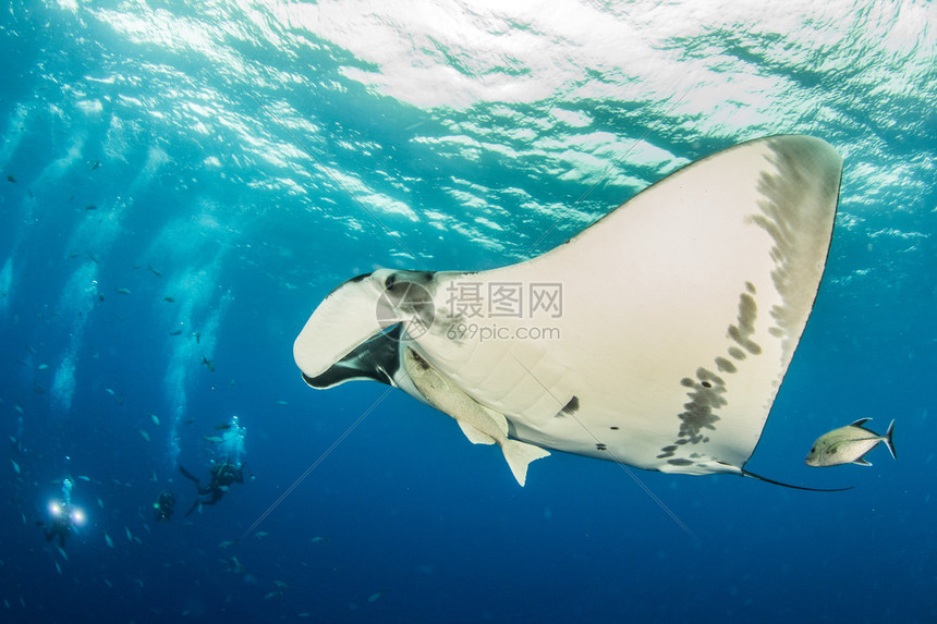 照片显示MantaRay在墨西哥IslaRevillagige高清图片下载-正版图片503452404-摄图网
