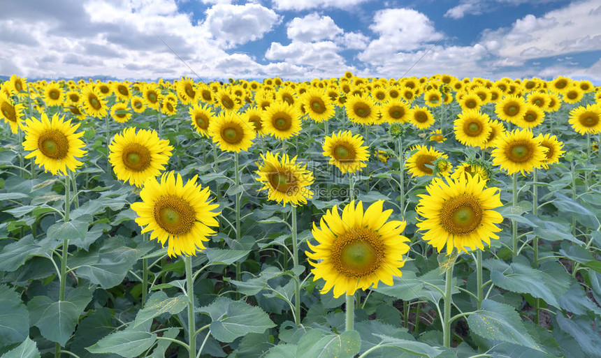向日葵美景高清图片下载-正版图片503629269-摄图网