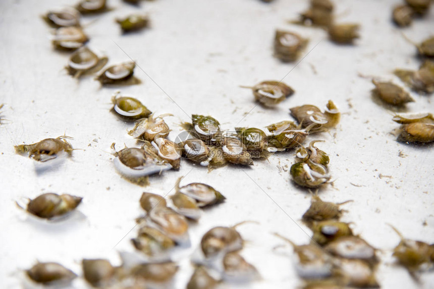 Snail在意大利Catania销售高清图片下载-正版图片503631316-摄图网