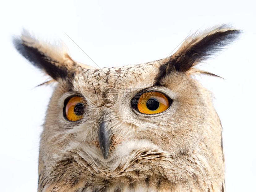 bubo的近距离肖像高清图片下载-正版图片503640049-摄图网