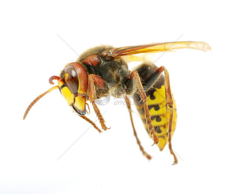 大黄蜂白色高清图片下载-正版图片503641657-摄图网