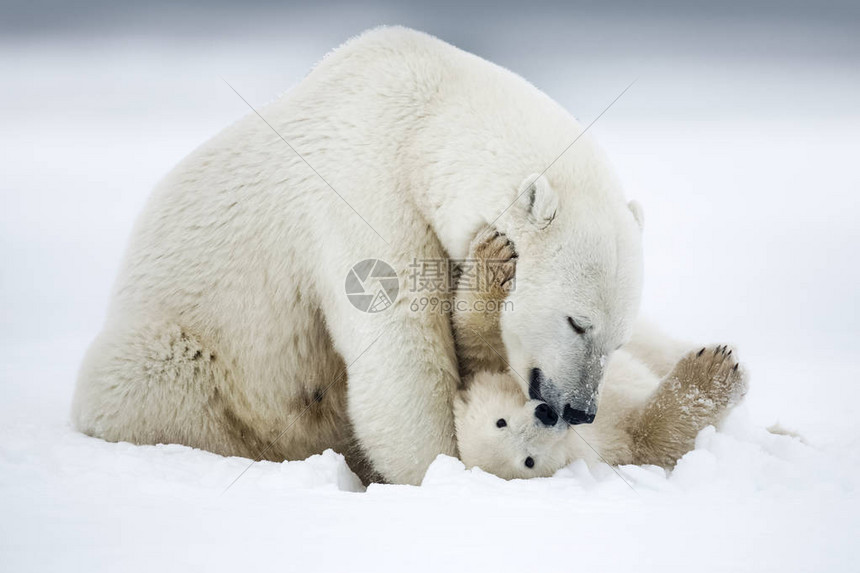 北极熊北极捕食者北极熊高清图片下载-正版图片503647141-摄图网