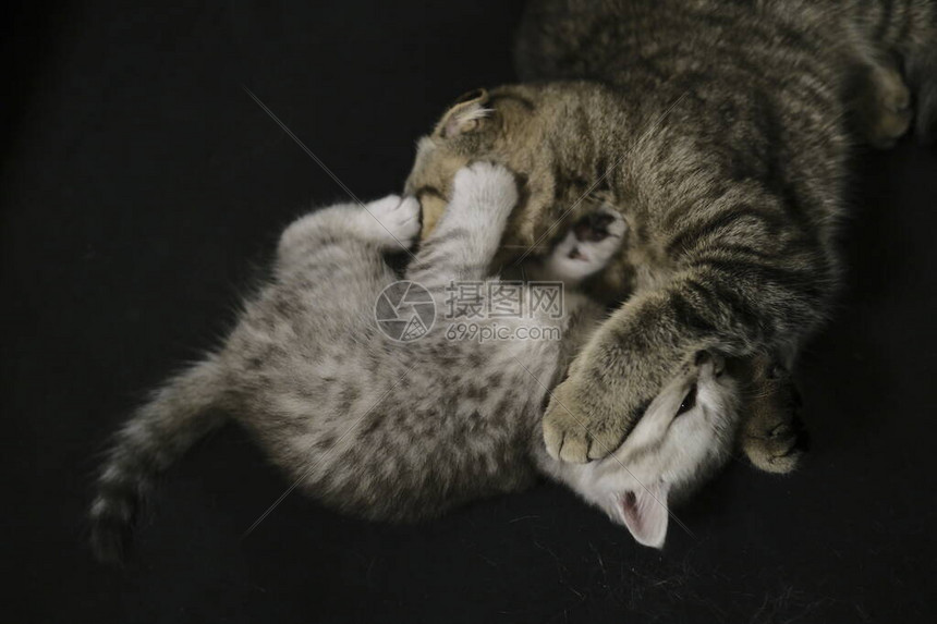 玩耍和舔对方苏格兰折耳猫和直猫高清图片下载 正版图片503670511 摄图网