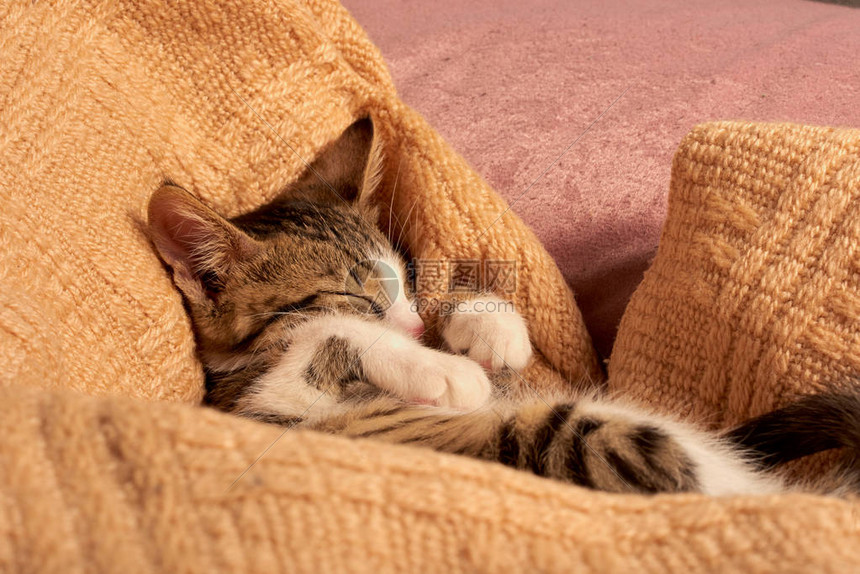 睡觉的猫咪高清图片下载-正版图片503671159-摄图网