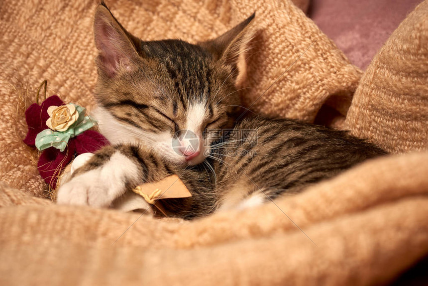 睡觉的猫咪高清图片下载-正版图片503671176-摄图网