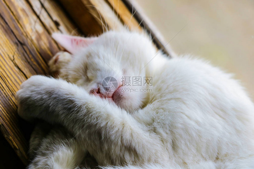 睡觉的猫咪高清图片下载-正版图片503671317-摄图网