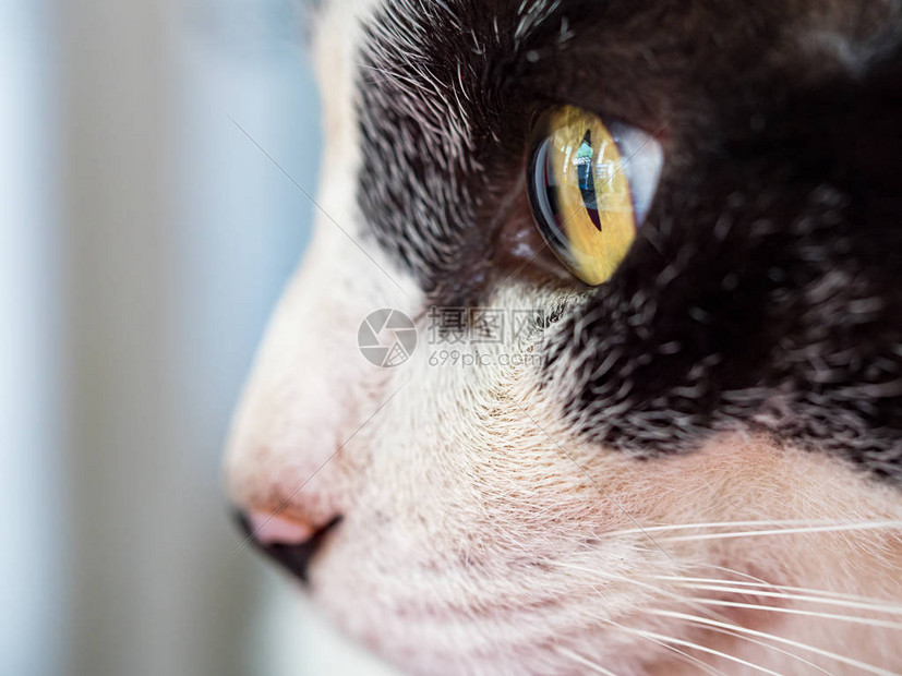 野猫,特写摄影高清图片下载 正版图片503675169 摄图网