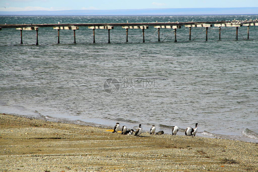 在智利蓬塔阿雷纳斯的麦哲伦高清图片下载-正版图片503692154-摄图网