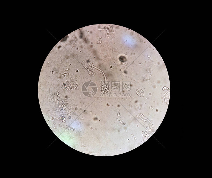 在实验室的显微镜下高清图片下载-正版图片503697064-摄图网