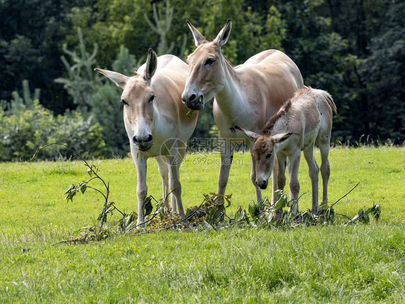 一群稀有的Equus高清图片下载-正版图片503704877-摄图网