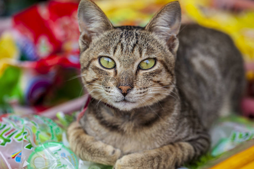 明亮背景的棕色猫年轻的高清图片下载-正版图片503708363-摄图网