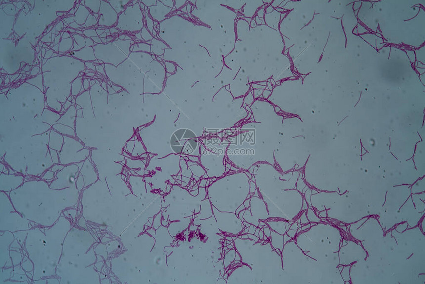 显微镜下炭疽杆菌BacillusAnthrac高清图片下载-正版图片503712887-摄图网