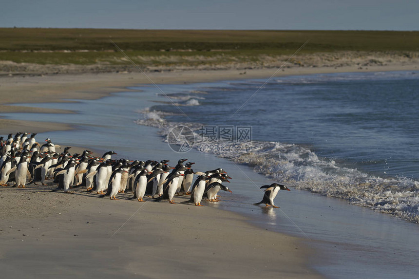 papua在福克兰群岛的Bleaker岛近海打猎时高清图片下载-正版图片503782044-摄图网