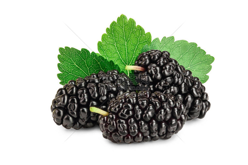 Mulberry白背景高清图片下载-正版图片503782629-摄图网