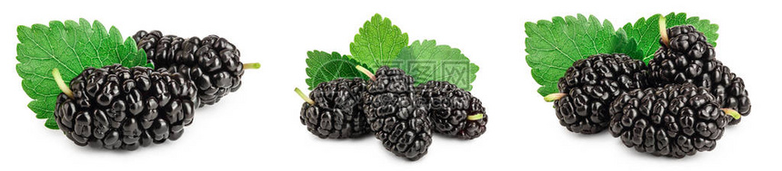 Mulberry高清图片下载-正版图片503782718-摄图网