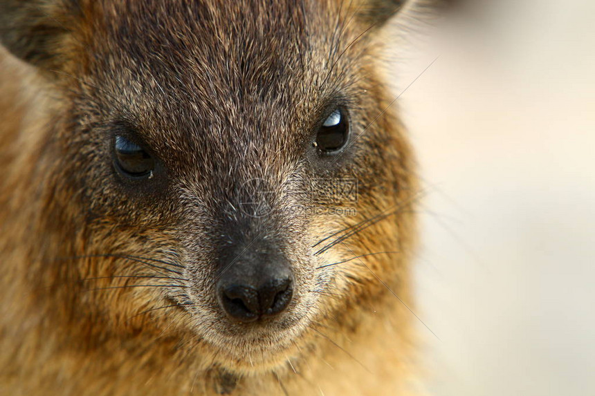 Daman坐在以色列北部太阳下的高清图片下载-正版图片503796107-摄图网