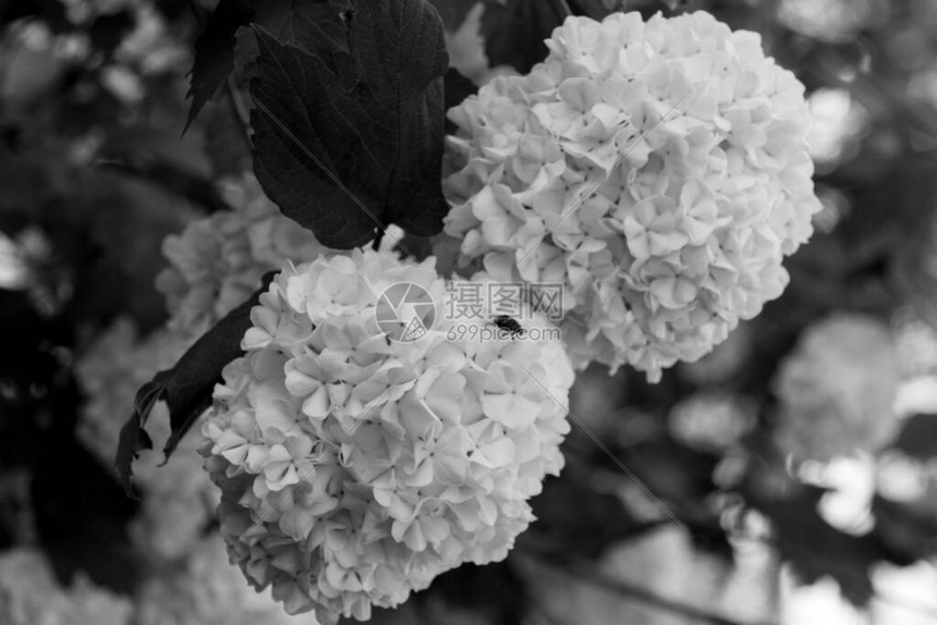 Hydranga俗称hydrangea或hortensia是南亚和东亚及美洲本地的7075种开花高清图片下载-正版图片503797730-摄图网